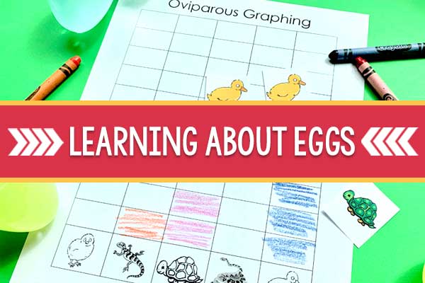 Learning About Eggs