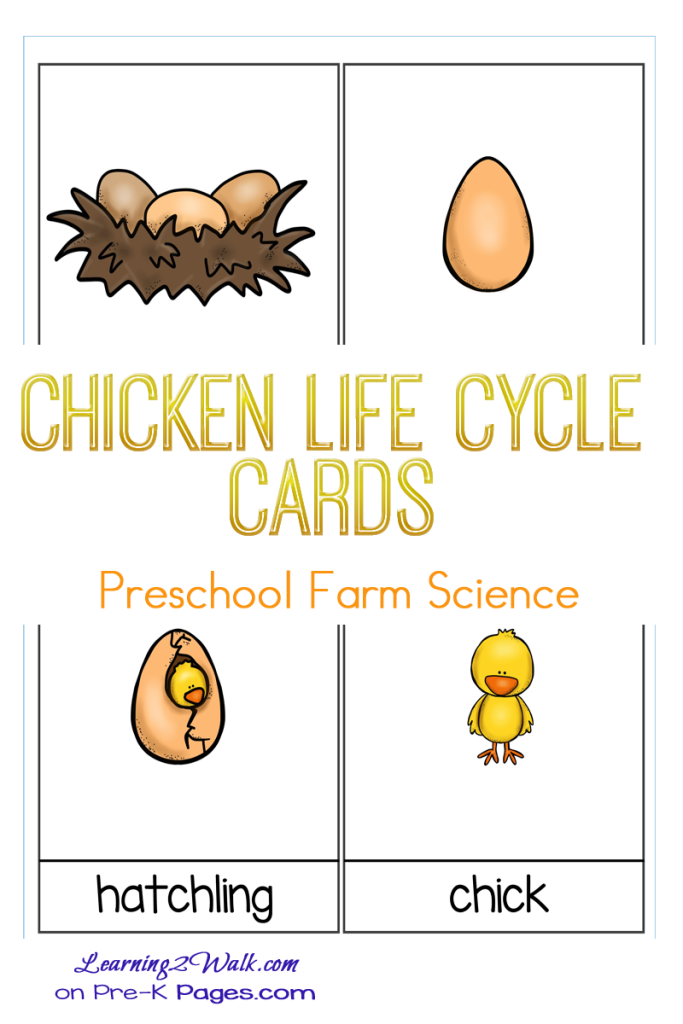 Life Cycle Of A Chicken For Kids Lesson Plan