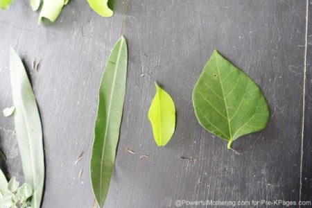 Leaves Nature Math Activity for Preschool