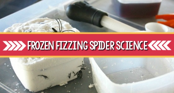 Spider Science Experiment