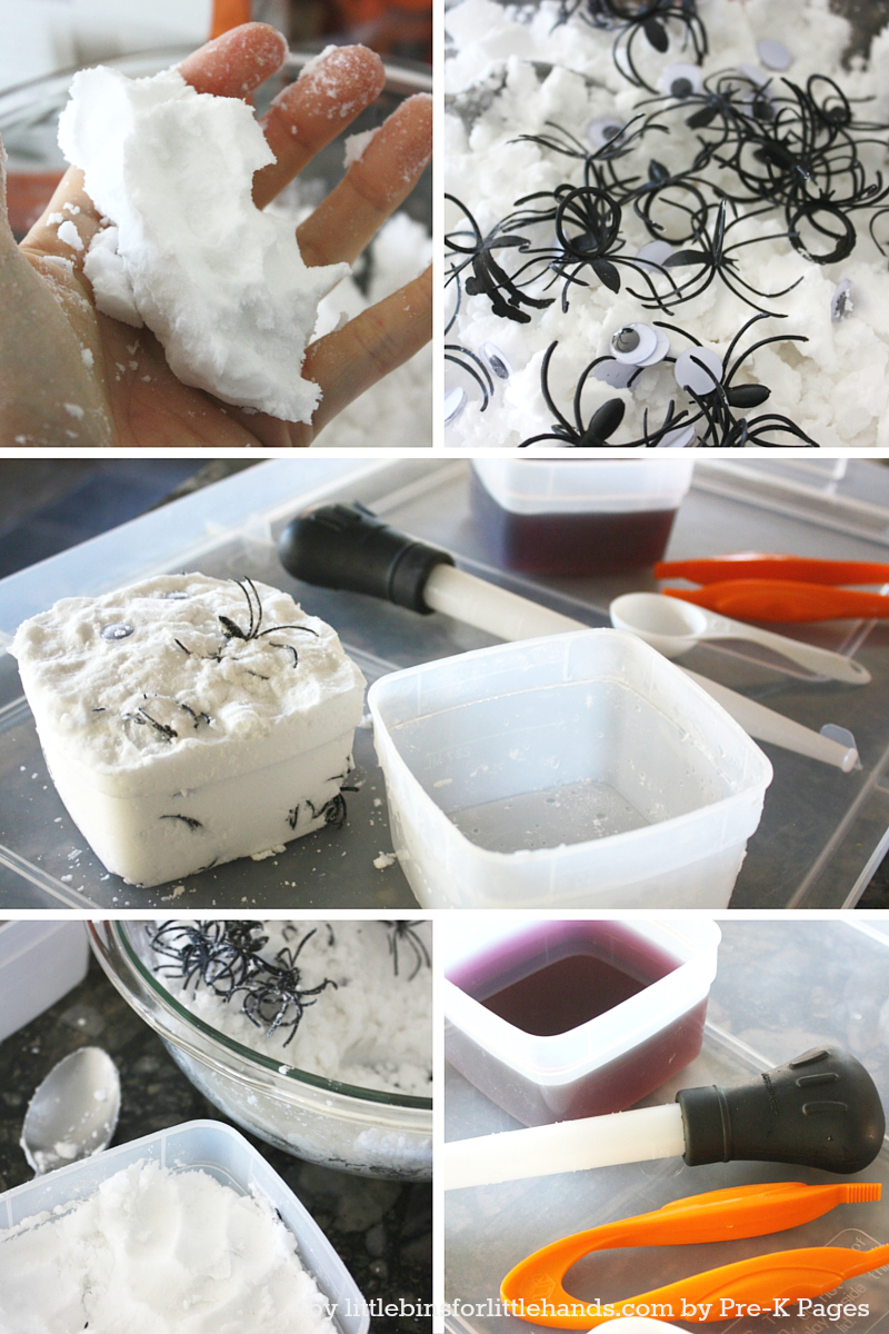 Spider Science Experiment