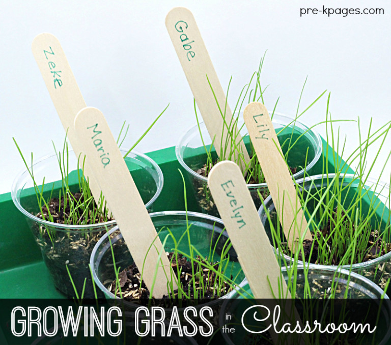 How To Grow Grass Seed in a Cup - Pre-K Pages