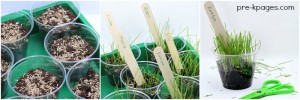 How To Grow Grass Seed in a Cup - Pre-K Pages