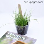 How To Grow Grass Seed in a Cup - Pre-K Pages