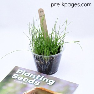 How To Grow Grass Seed in a Cup - Pre-K Pages