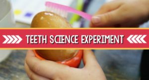 Dental Health Science Teeth Experiment - Pre-K Pages