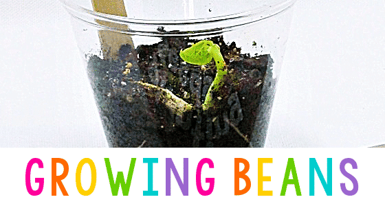 Science for Kids: Growing Plants Experiment - Pre-K Pages