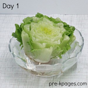 Science for Kids: Growing Lettuce Indoors - Pre-K Pages