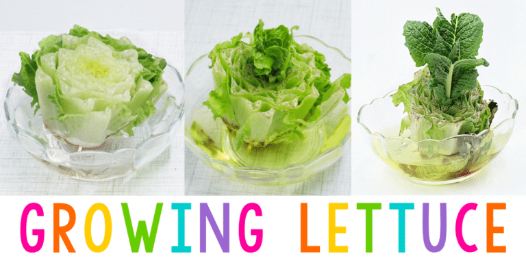 Science for Kids: Growing Lettuce Indoors - Pre-K Pages