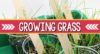 How To Grow Grass Seed in a Cup - Pre-K Pages