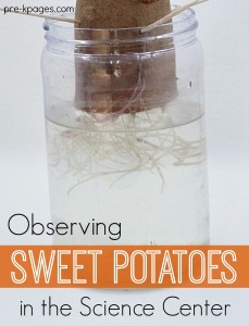 Sprouting Sweet Potato Preschool Science Experiment