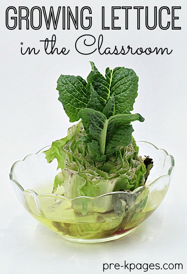 Science for Kids: Growing Lettuce Indoors - Pre-K Pages