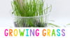 How To Grow Grass Seed in a Cup - Pre-K Pages