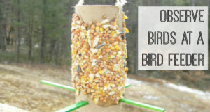 Make a Peanut Butter Bird Feeder and Observe Birds - Pre-K Pages