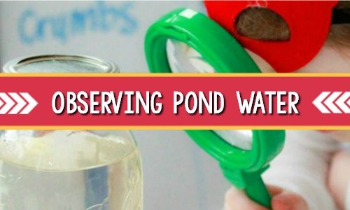 12 Best Pond Life Songs for Kids - Pre-K Pages