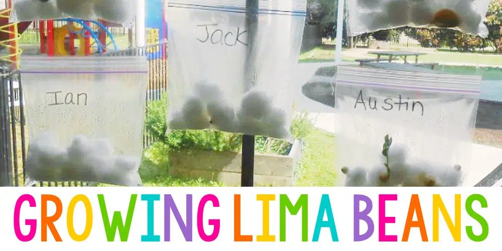 Growing Beans in Baggies - Pre-K Pages