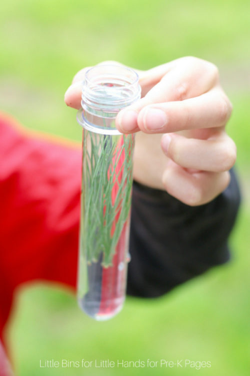 Science for Kids: Nature Investigation Table - Pre-K Pages