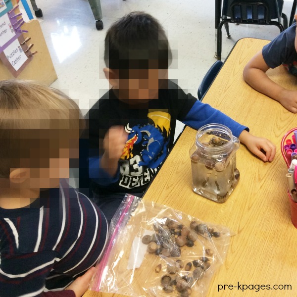 Acorn Sink or Float Experiment in Preschool - Pre-K Pages