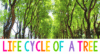Exploring the Life Cycle of Trees and Flowering Plants - Pre-K Pages