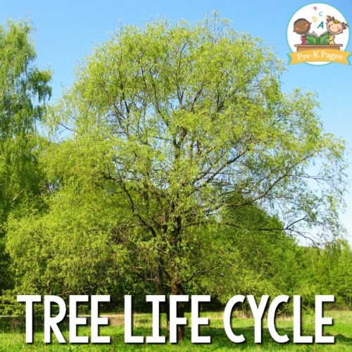 Exploring the Life Cycle of Trees and Flowering Plants - Pre-K Pages