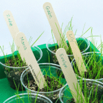 How To Grow Grass Seed in a Cup - Pre-K Pages
