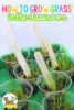 How To Grow Grass Seed in a Cup - Pre-K Pages