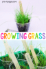 How To Grow Grass Seed in a Cup - Pre-K Pages