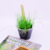 How To Grow Grass Seed in a Cup - Pre-K Pages
