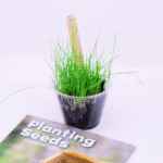 How To Grow Grass Seed in a Cup - Pre-K Pages